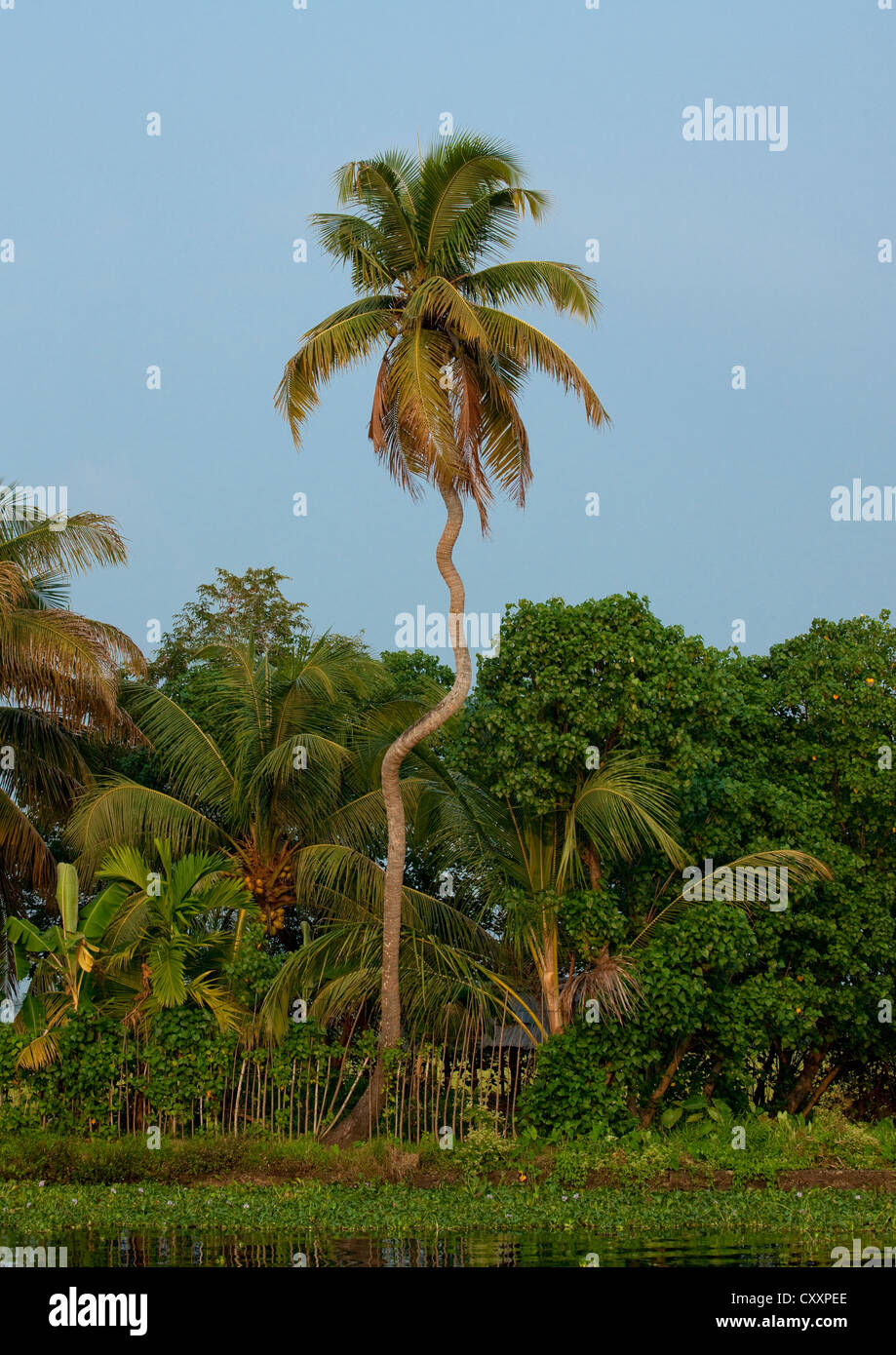 Twisted Palm Trees In Backwaters Of Kerala, Alleppey, India Stock Photo ...
