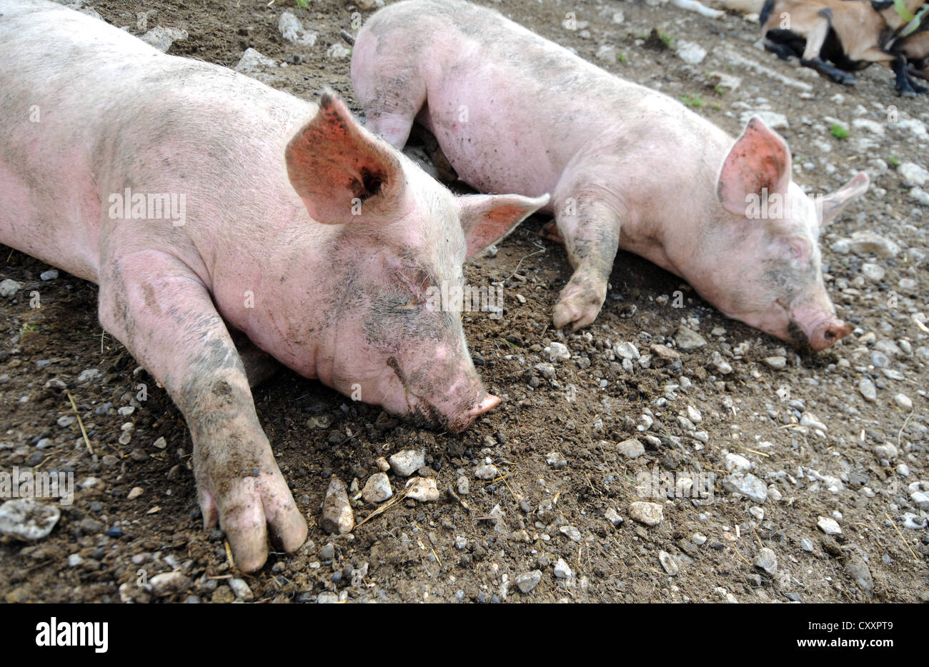 Pigs, sleeping pig, pigs asleep Stock Photo - Alamy