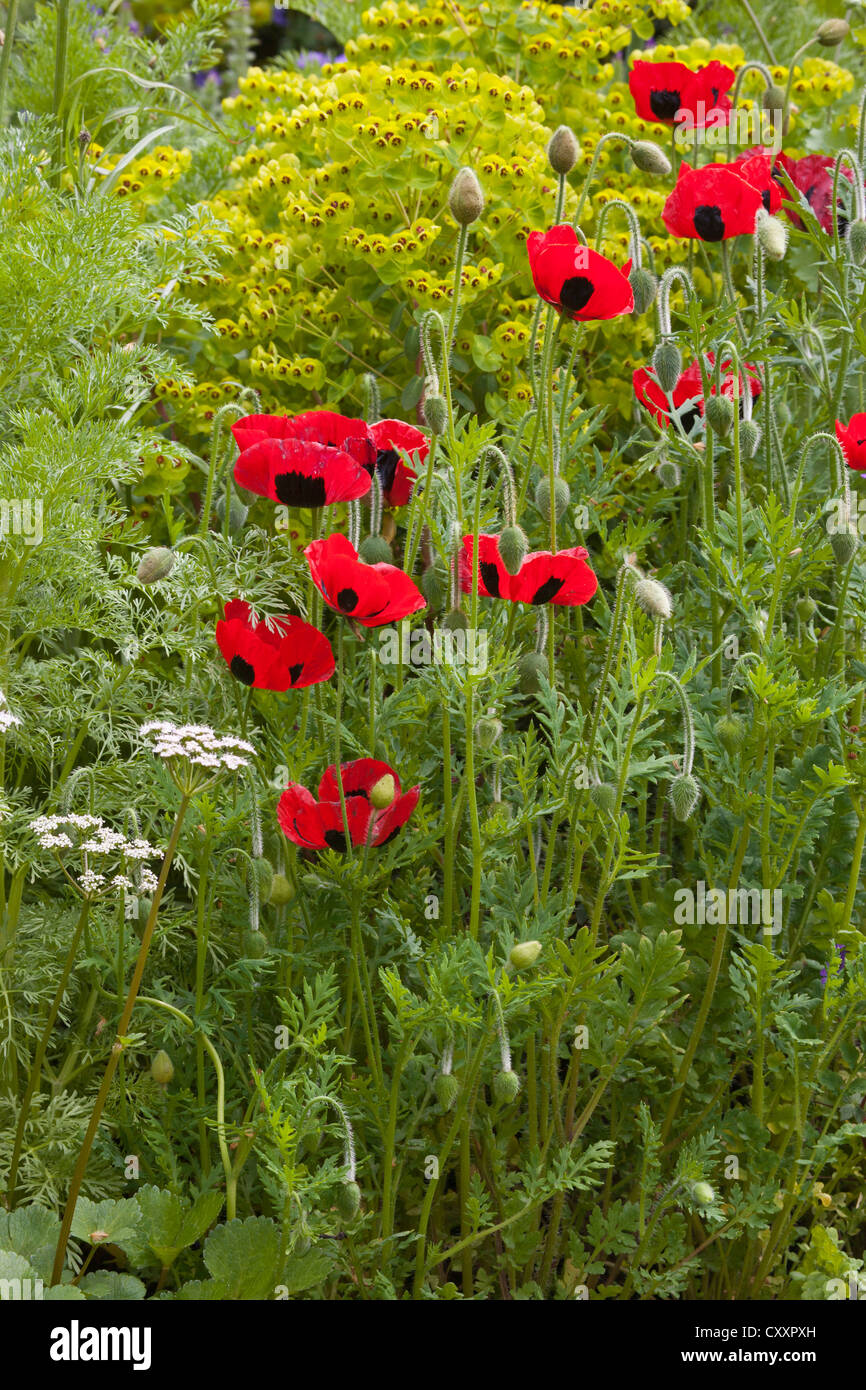 Chelsea flower show wild flowers hi-res stock photography and images ...