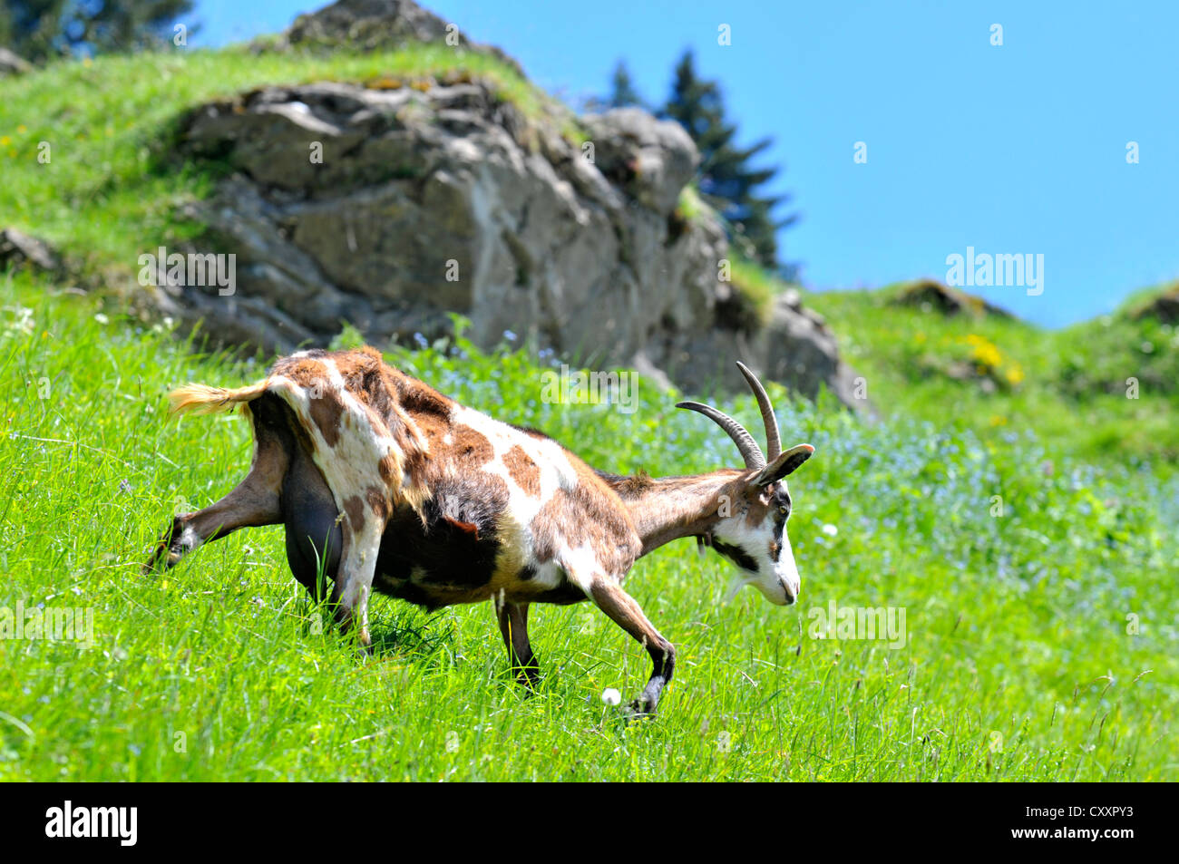 Goat, goats "mountain goat" wild goat, Eastern France Stock Photo - Alamy