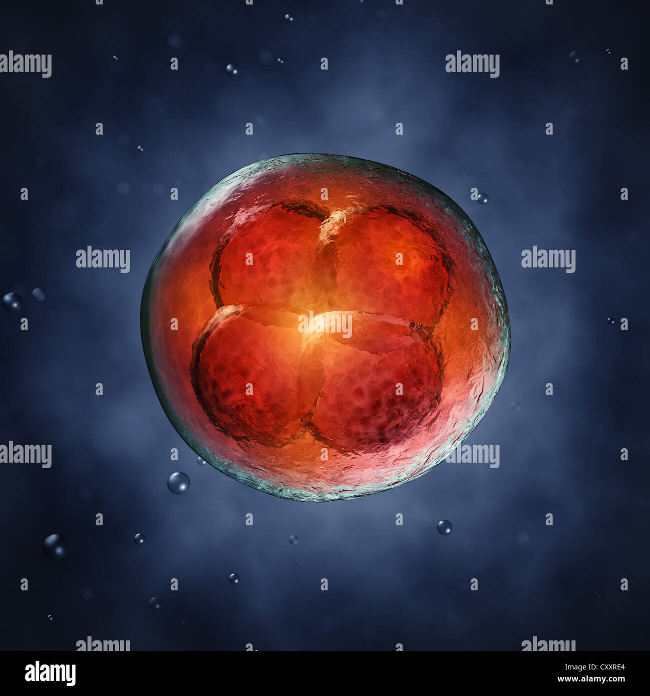 Four-cell embryo , 3d illustration Stock Photo - Alamy