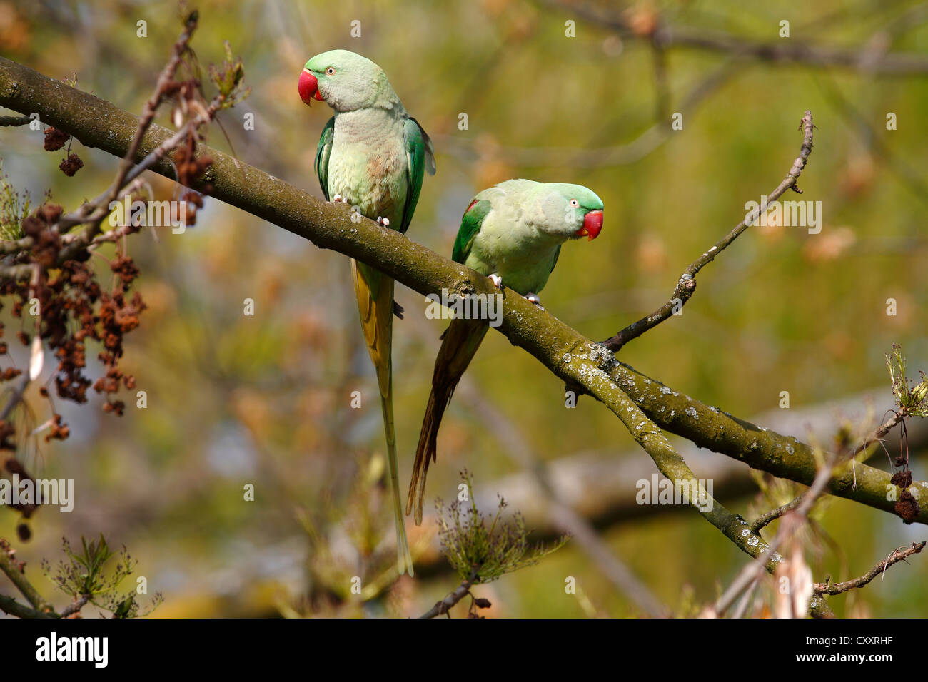 Alexandrine Parakeet or Alexandrian Parrot (Psittacula eupatria ...