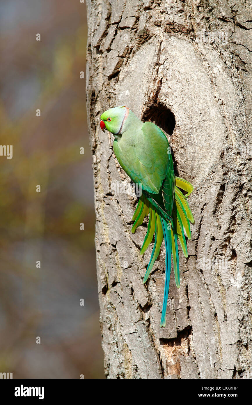 Rose ringed parakeet hi-res stock photography and images - Alamy