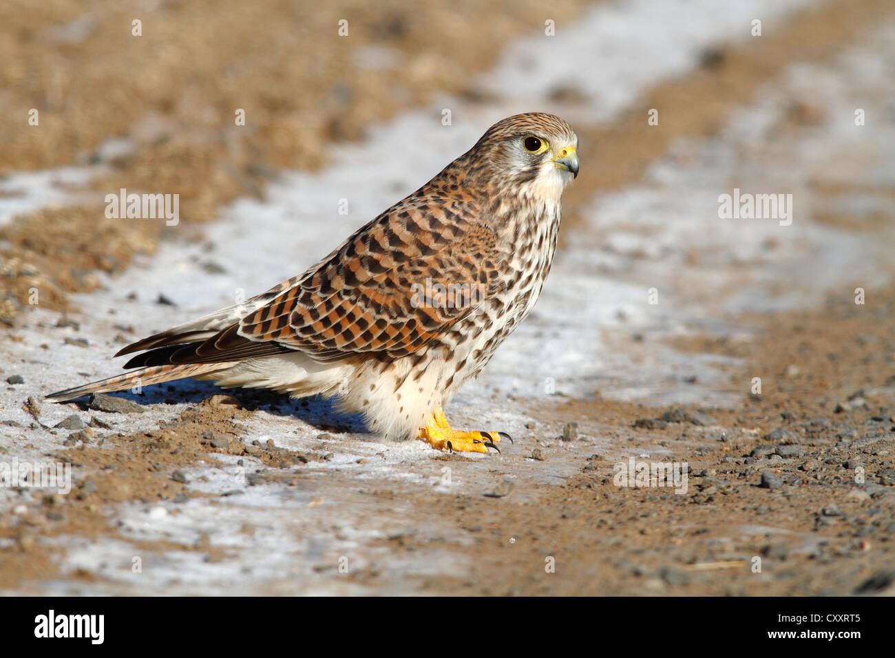 Female common kestrel kestrel hi-res stock photography and images - Alamy