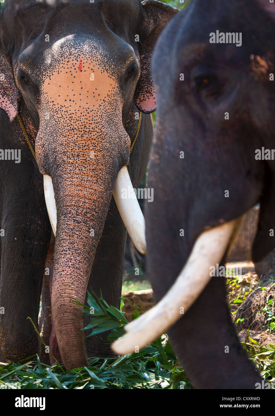 Asian Elephants With Tusks Eating Grass, Kochi, India Stock Photo - Alamy