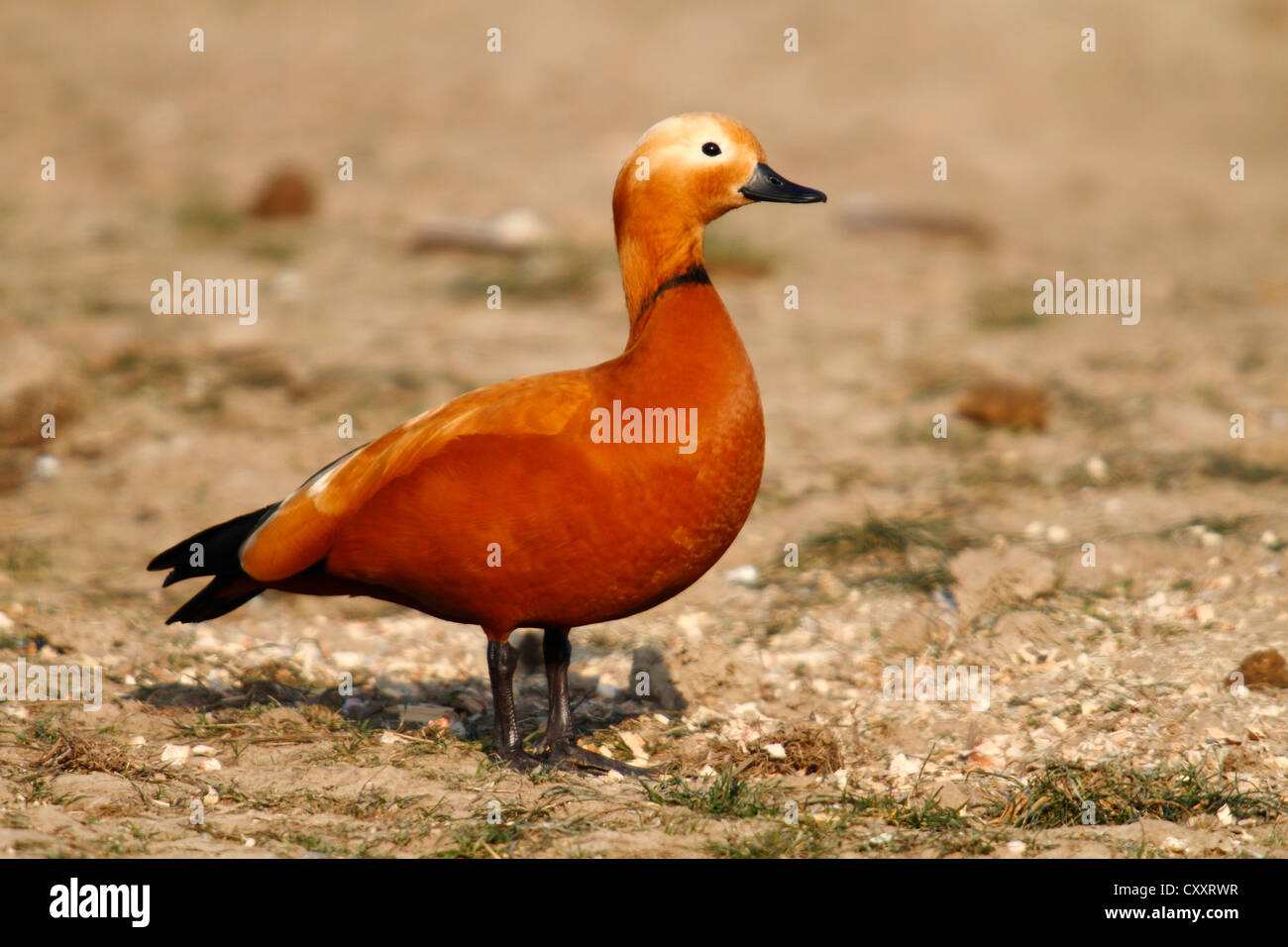 Ruddy shelduck birds wildlife hi-res stock photography and images - Alamy