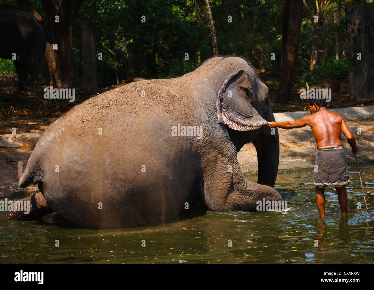 éléphant cornac hi-res stock photography and images - Alamy