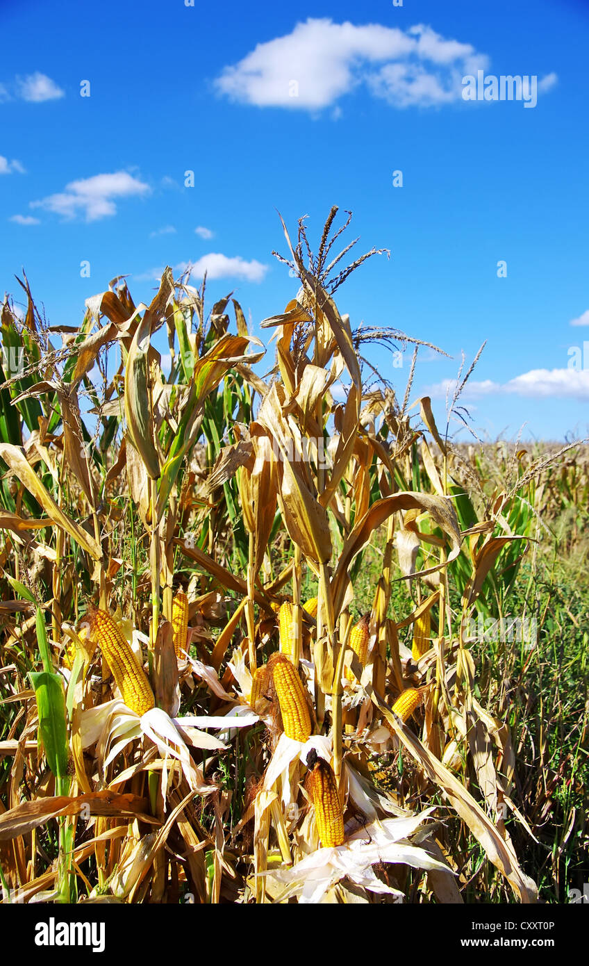 Field corn in the Autumn at Portugal Stock Photo - Alamy