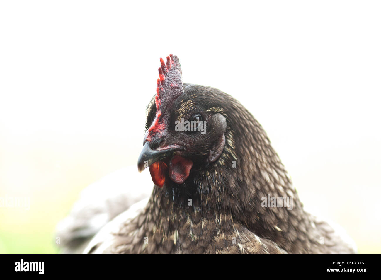Chicken face hi-res stock photography and images - Alamy