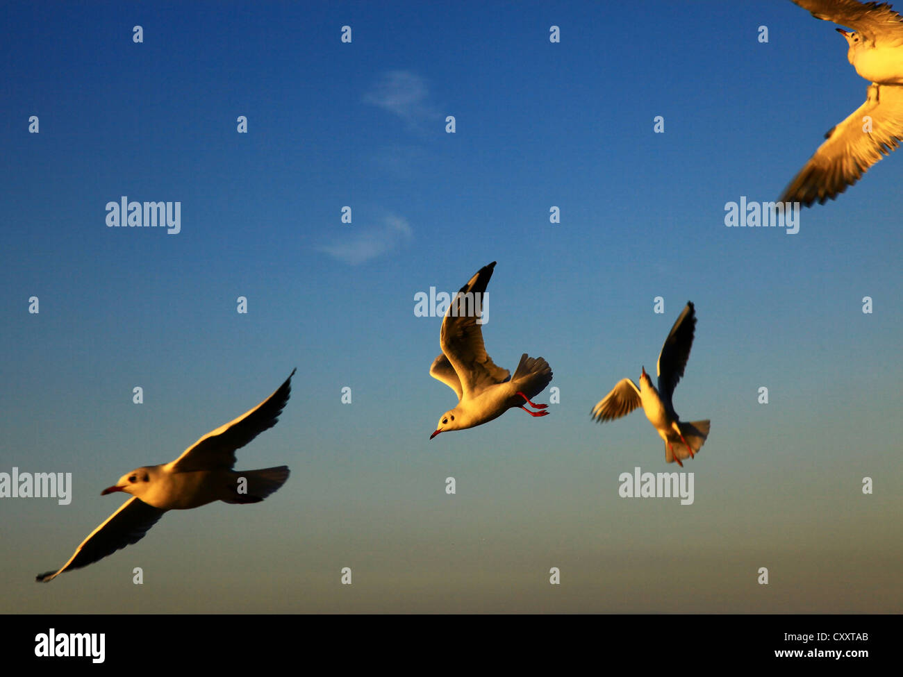 Seagull flying at sunset hi-res stock photography and images - Alamy