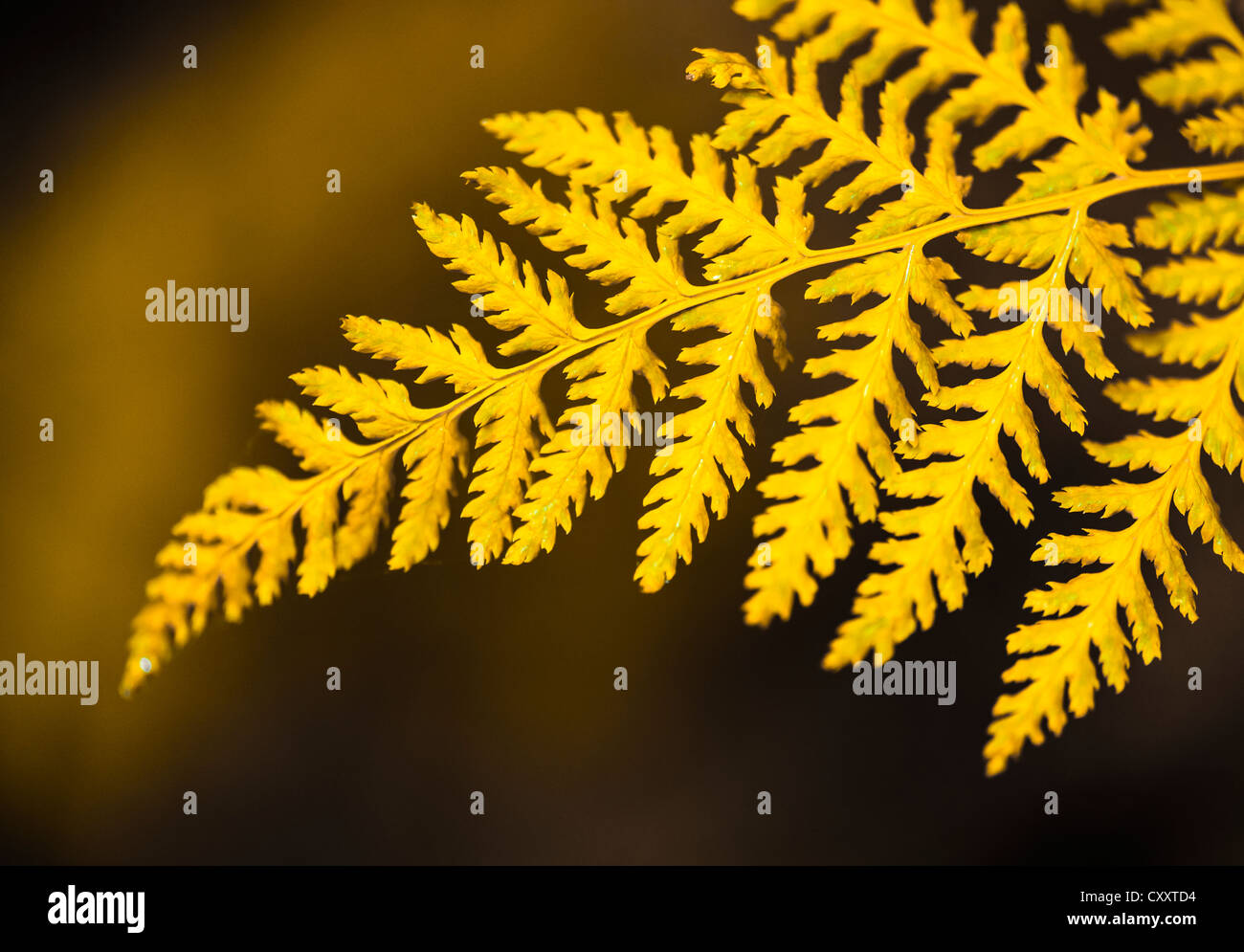 Discolored discoloured hi-res stock photography and images - Alamy