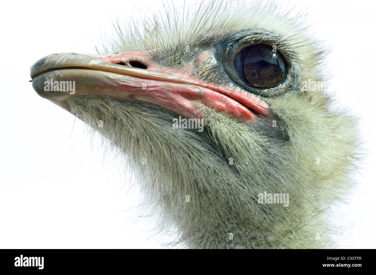 Ostrich(Struthio camelus camelus) head on a white background Stock ...
