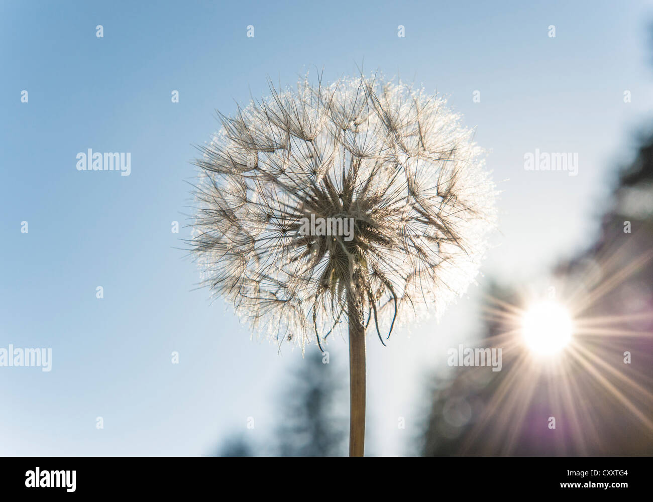 Dandelion, withered dandelion, blowball, dandelion clock (Taraxacum ...