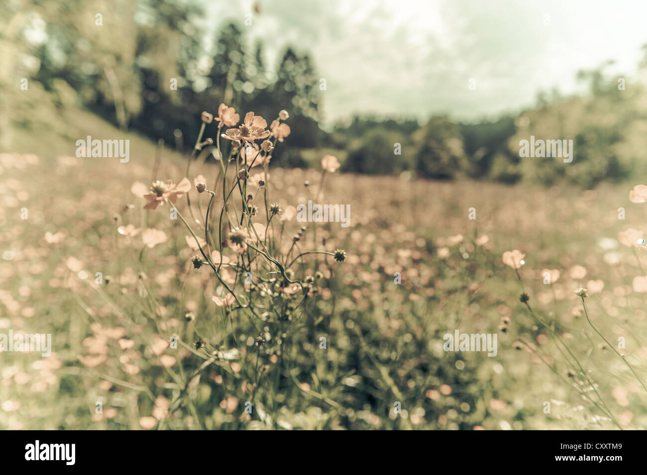 The meadow buttercup ranunculus acris hi-res stock photography and ...