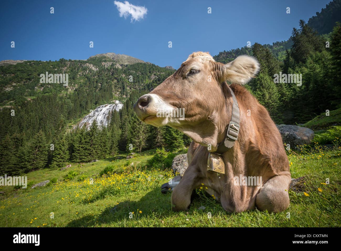 Ruminating animals hi-res stock photography and images - Alamy