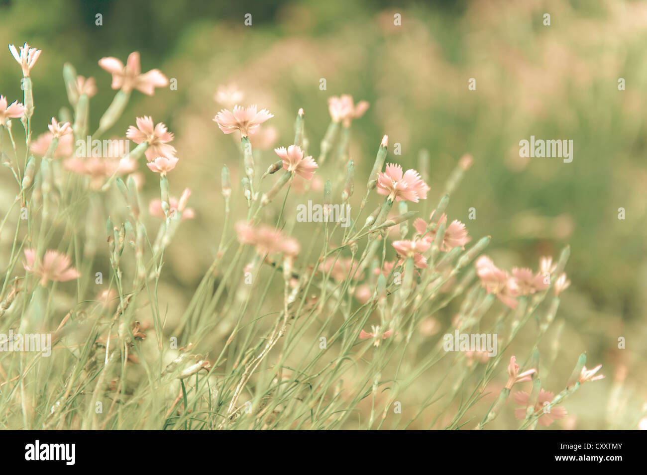 Alpine Dianthus High Resolution Stock Photography and Images - Alamy