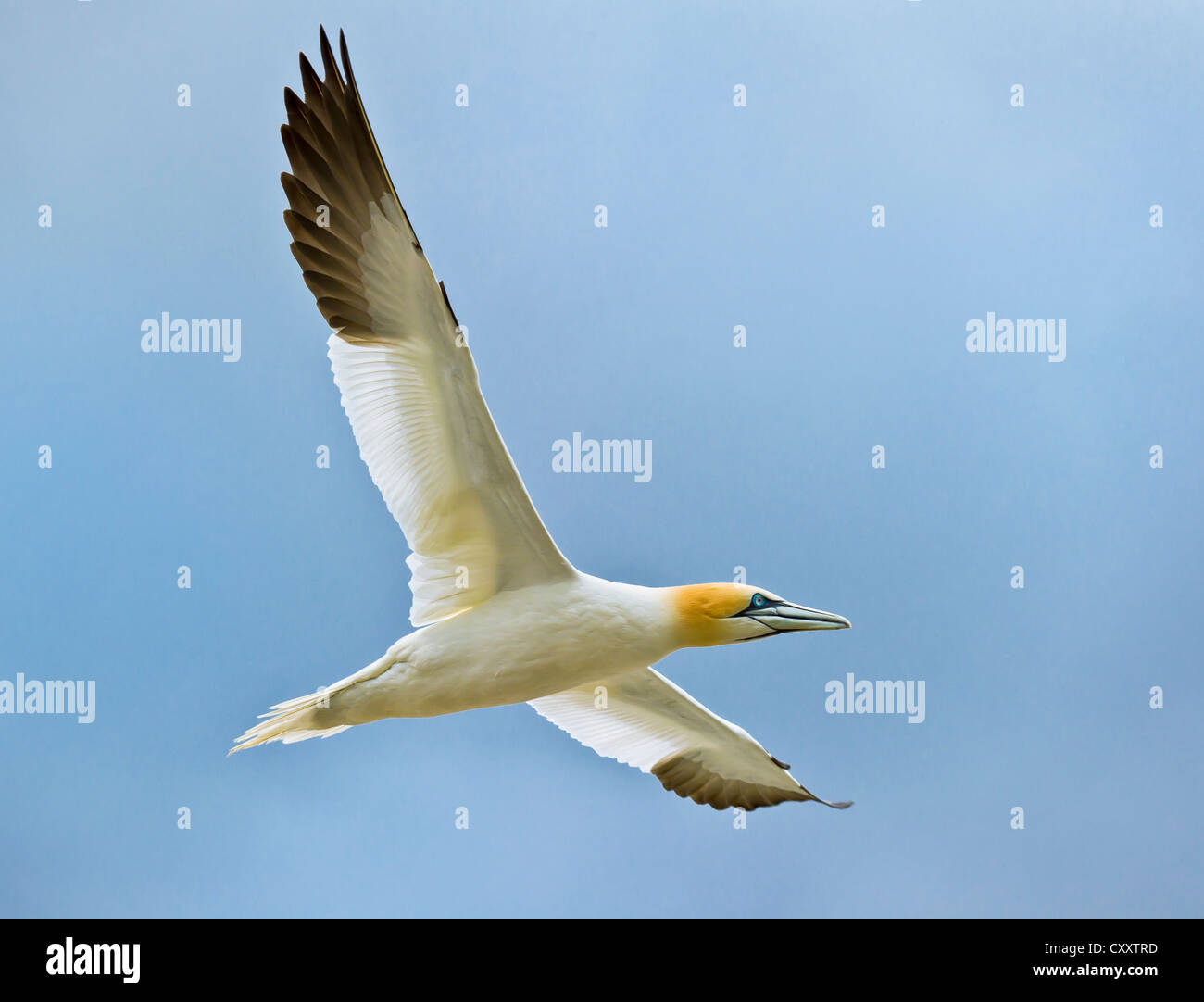 Gannett flying uk hi-res stock photography and images - Alamy