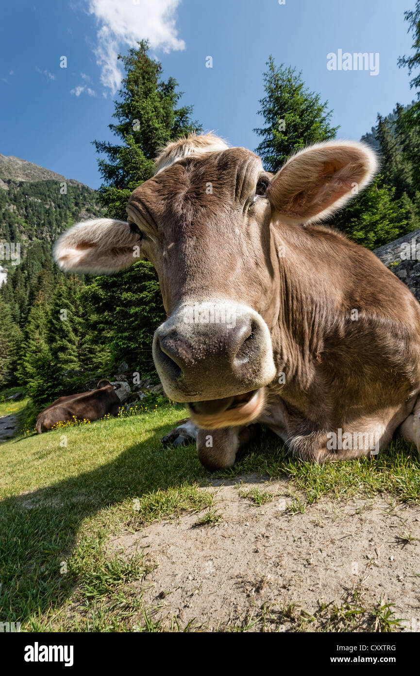 Tyrolean Brown Cattle, cow without horns ruminating, Grawa Alm ...