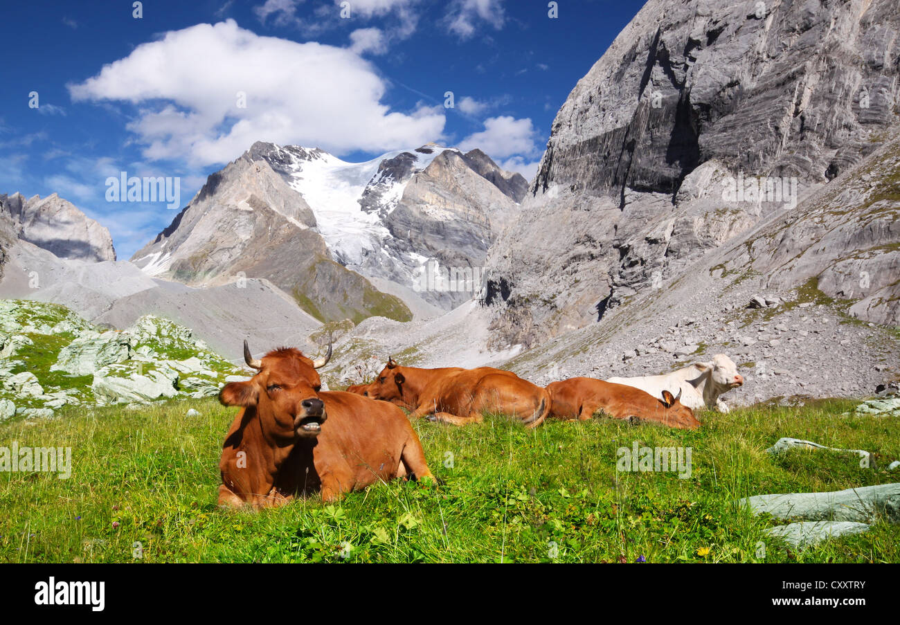 Tarentaise cows in Vanoise National Park Stock Photo - Alamy