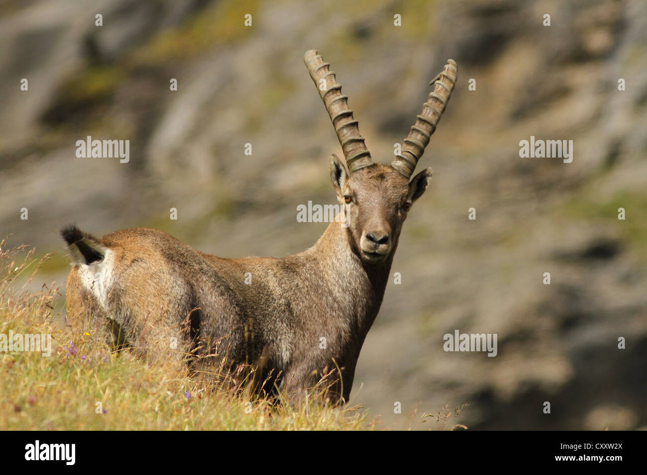 The alpine ibex Stock Photo - Alamy