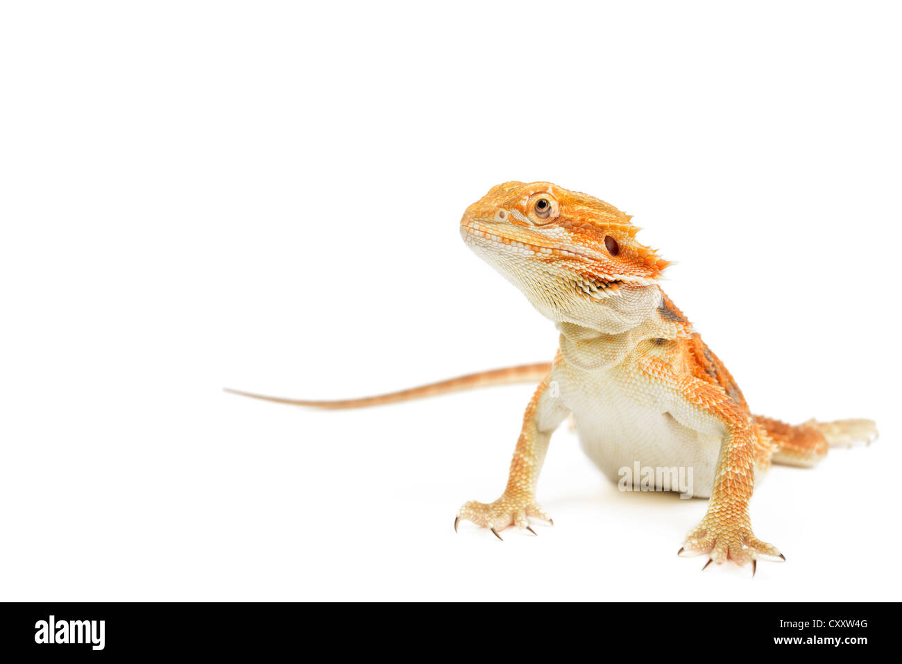 Rail lizard Cut Out Stock Images & Pictures - Alamy