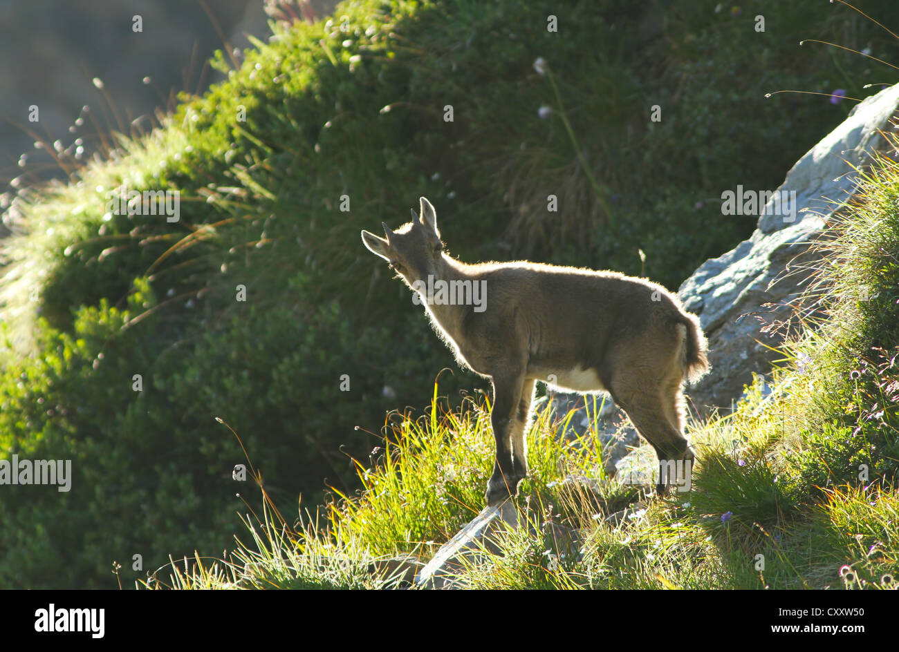 Capra ibex baby hi-res stock photography and images - Alamy