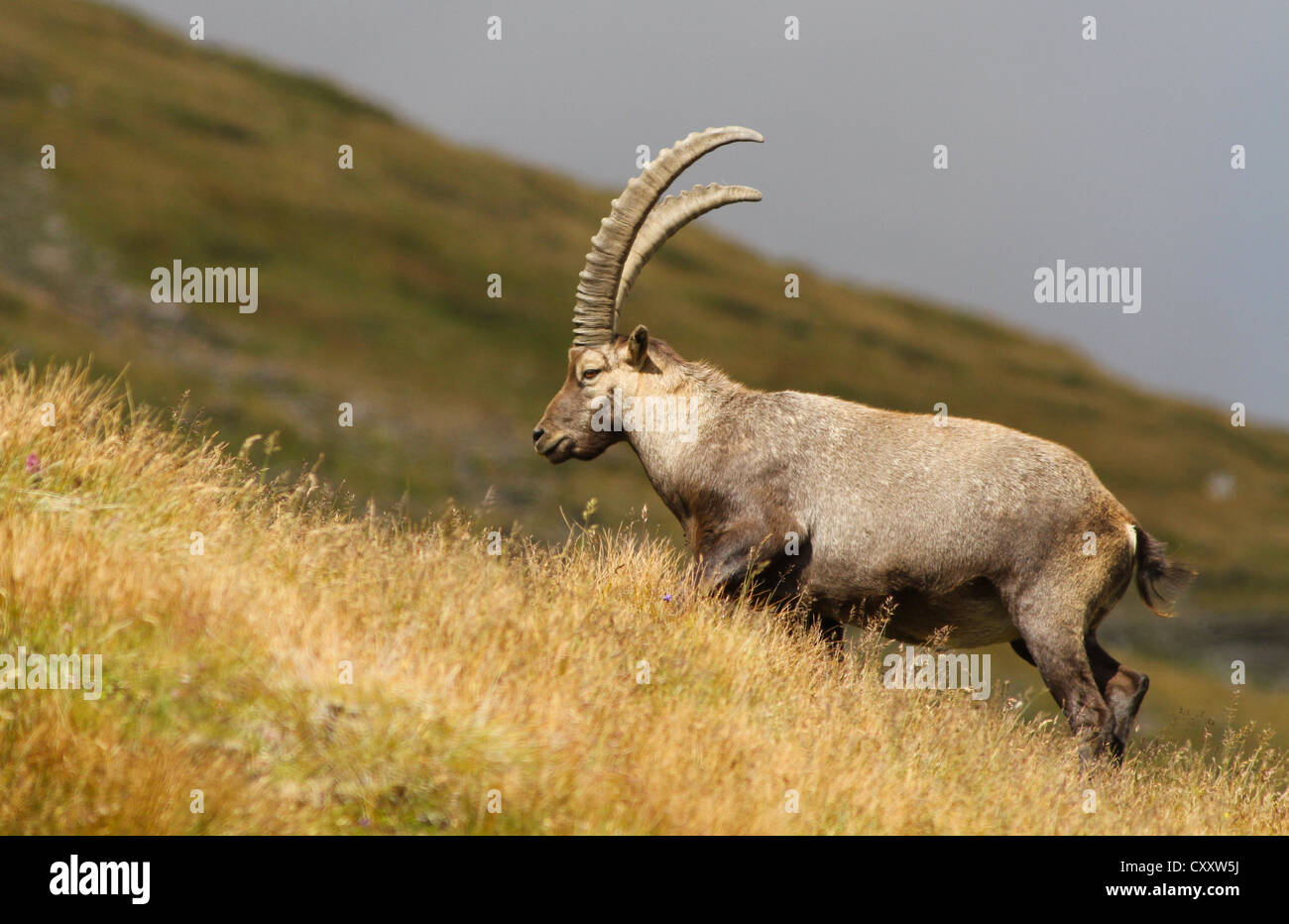 Big alpine ibex male Stock Photo - Alamy