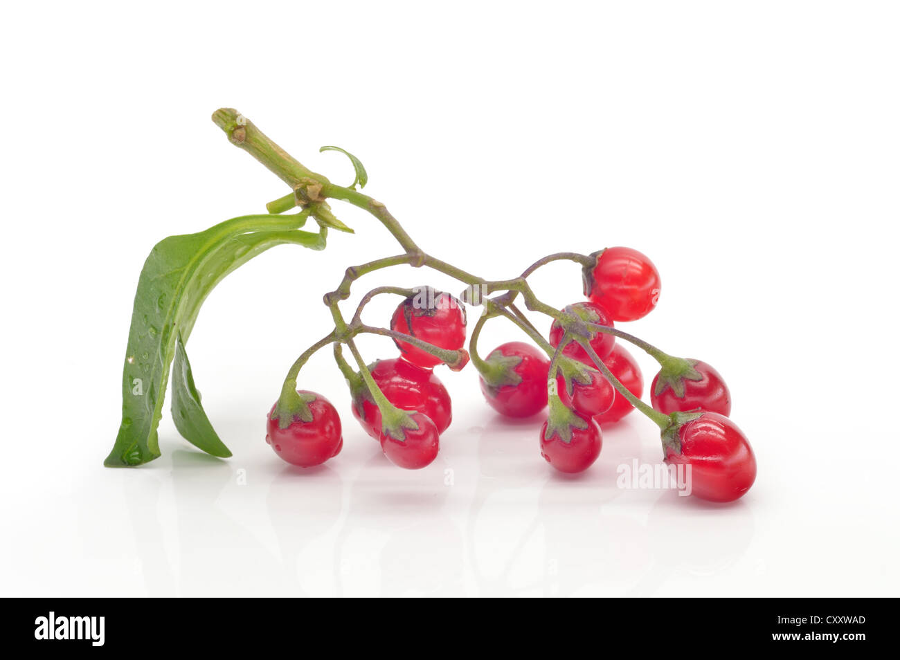 Nightshade berries Cut Out Stock Images & Pictures - Alamy