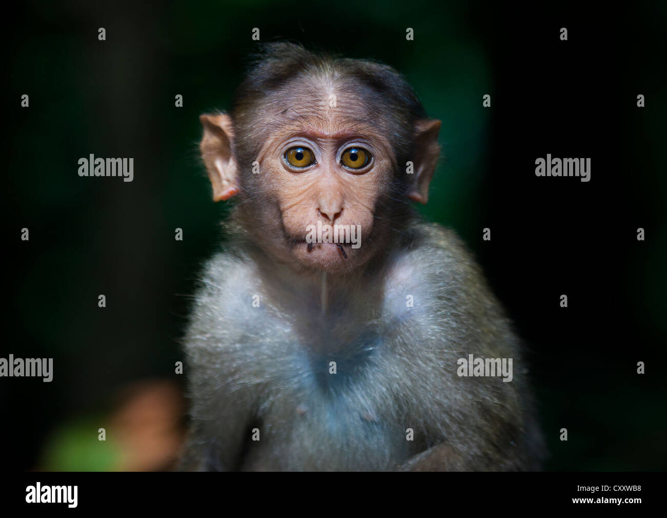 Starring monkey hi-res stock photography and images - Alamy
