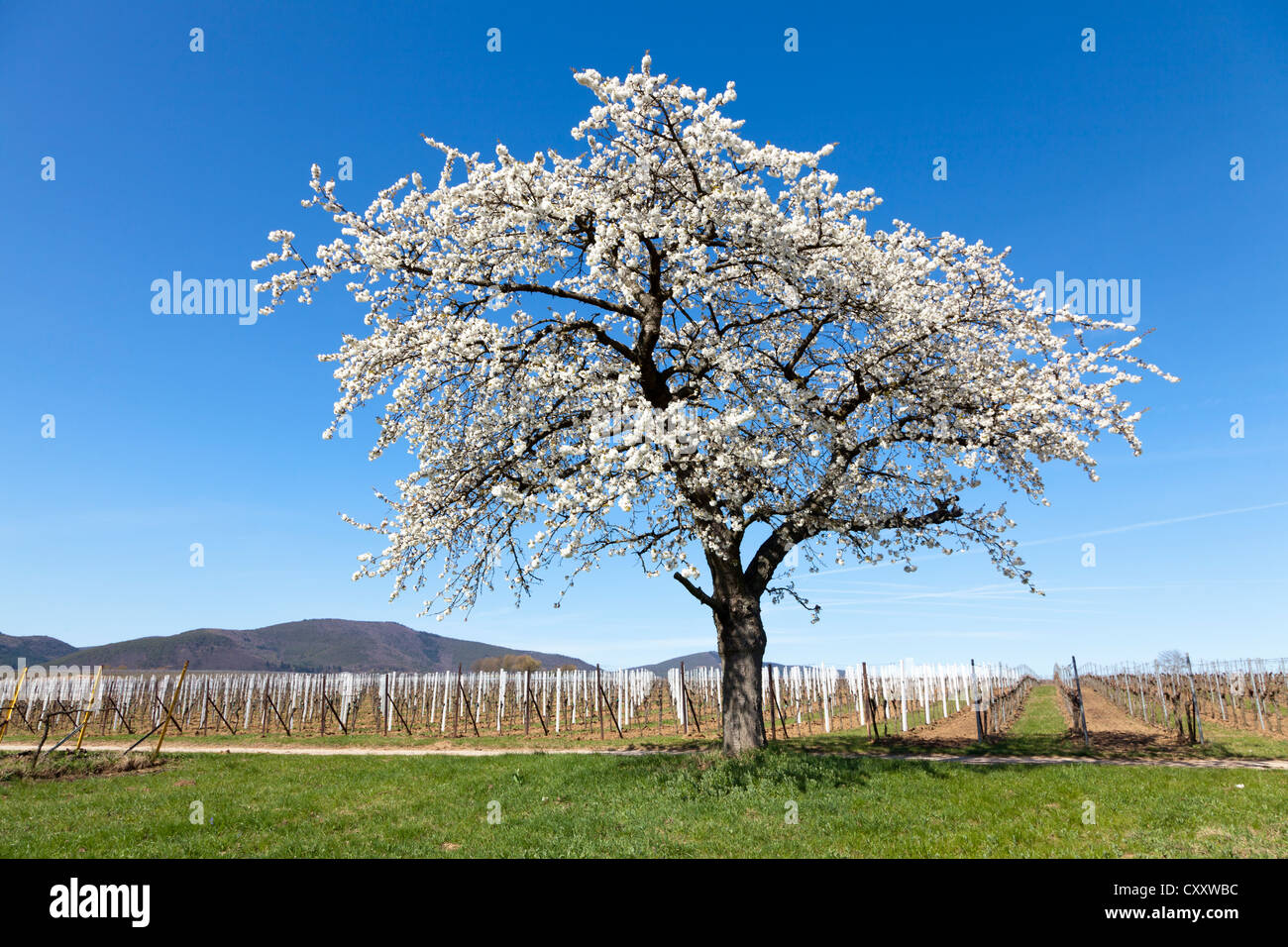 Prunus sp flower hi-res stock photography and images - Alamy