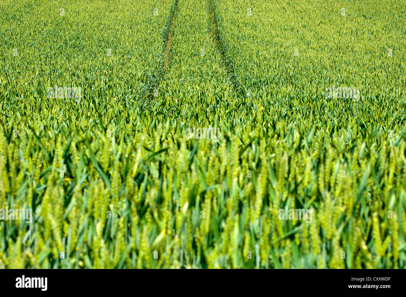 Green grainfield in the summer sunshine Stock Photo - Alamy