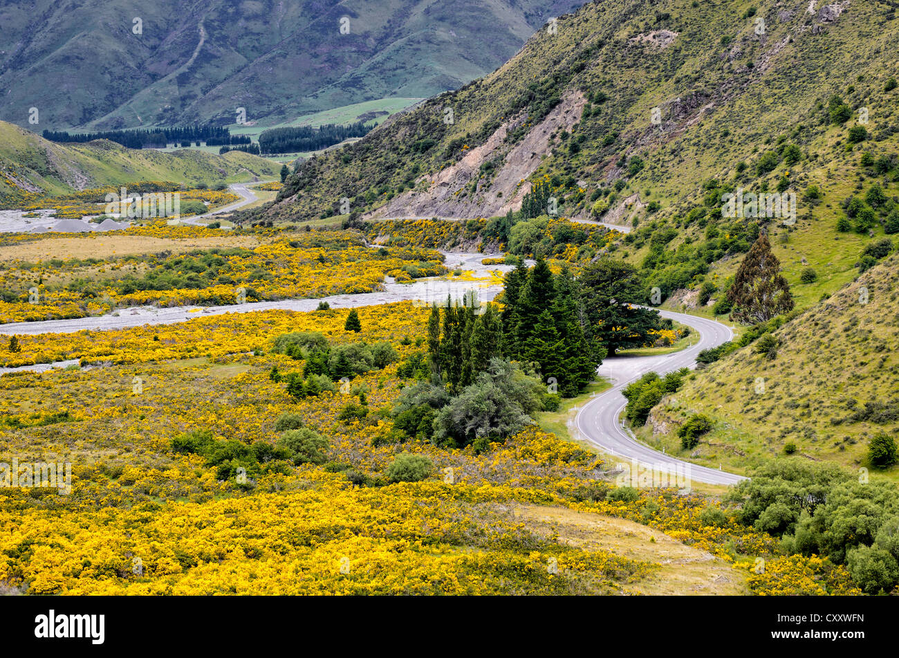 New zealand yellow flowers hi-res stock photography and images - Alamy