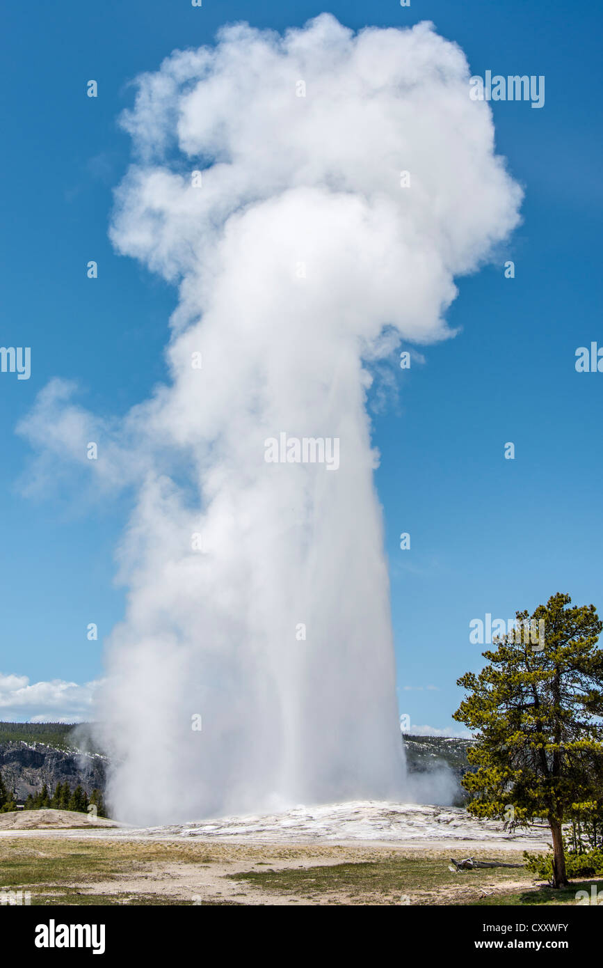 Old Faithful Geyser eruption in Yellowstone National Park Stock Photo ...