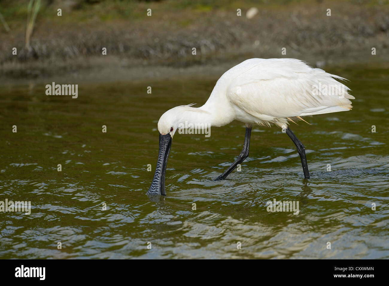 Eurasian Spoonbill or Common Spoonbill (Platalea leucorodia), fishing ...