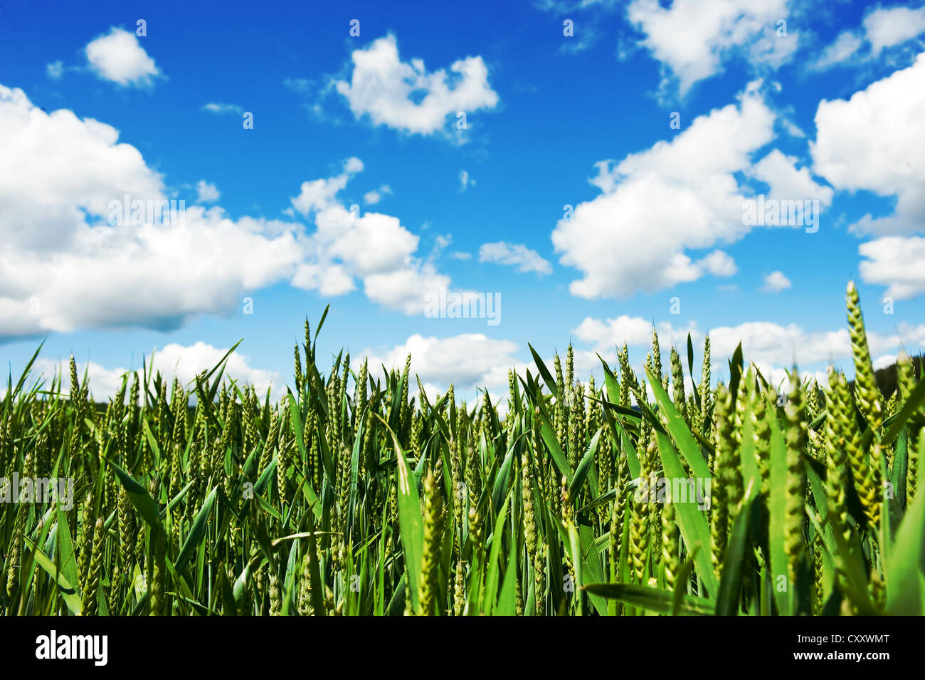 Corn field with clouds Stock Photo - Alamy