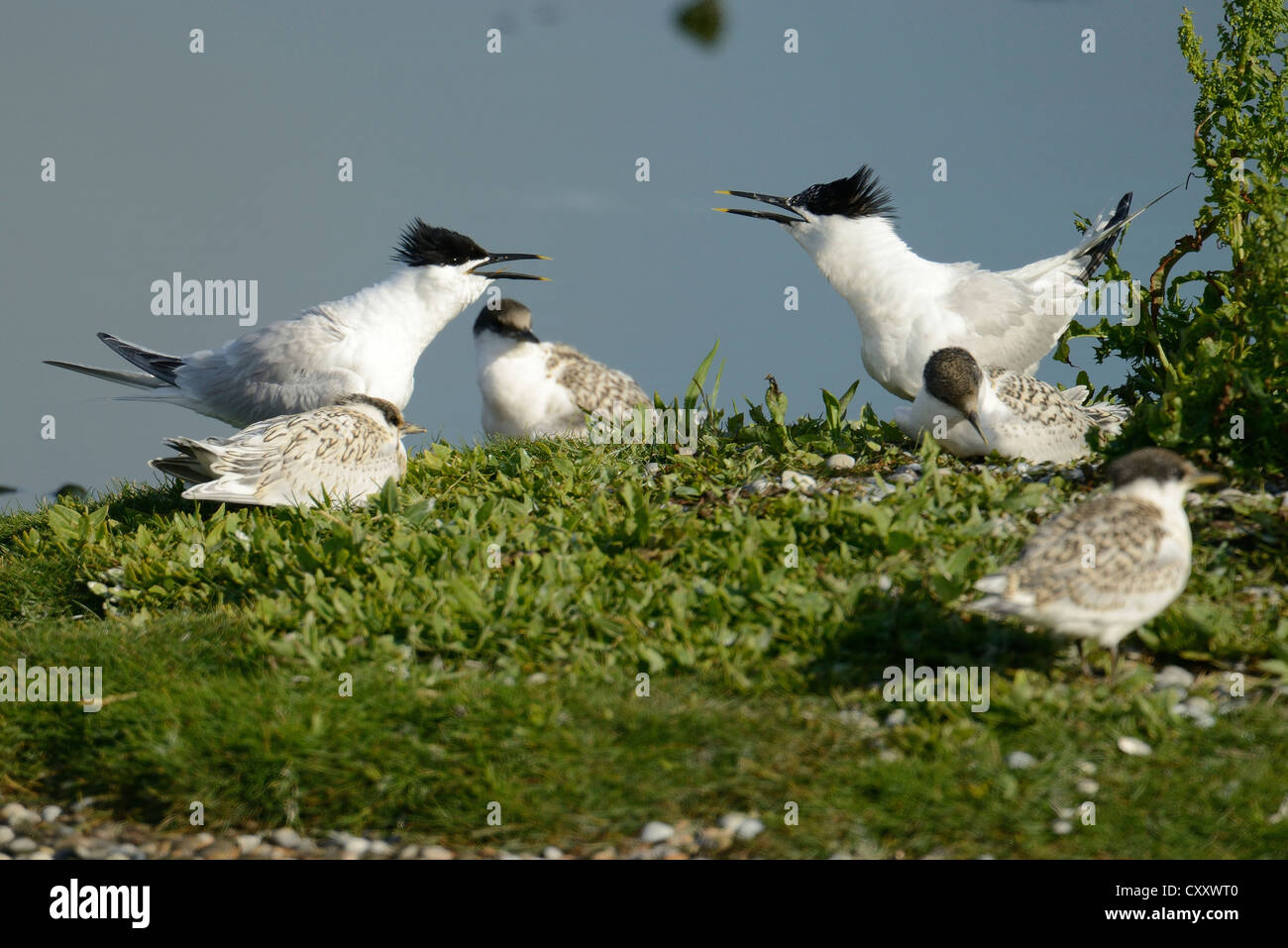 Competing Sandwich Terns (Sterna sandvicensis) with chicks, Texel, The ...