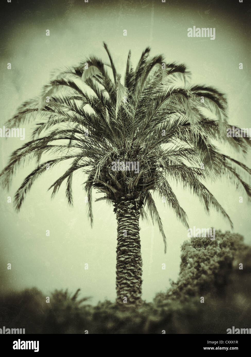 Retro palm tree hi-res stock photography and images - Alamy