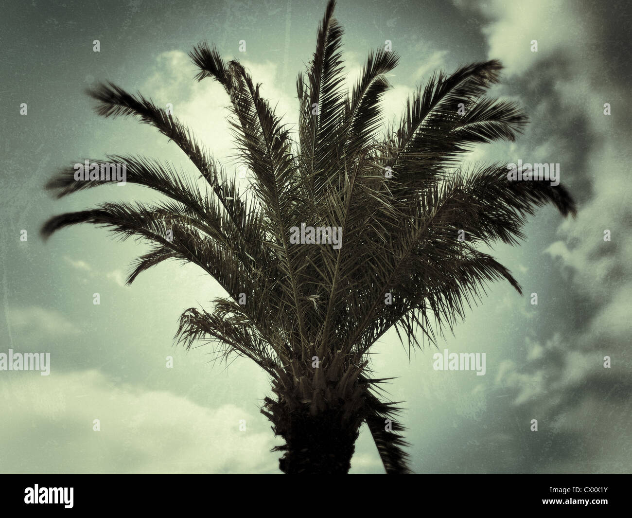 Retro palm tree hi-res stock photography and images - Alamy