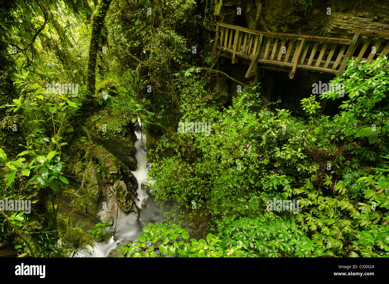 Wooden bridge on the trail to Natural Bridge, Te Anga region, North ...