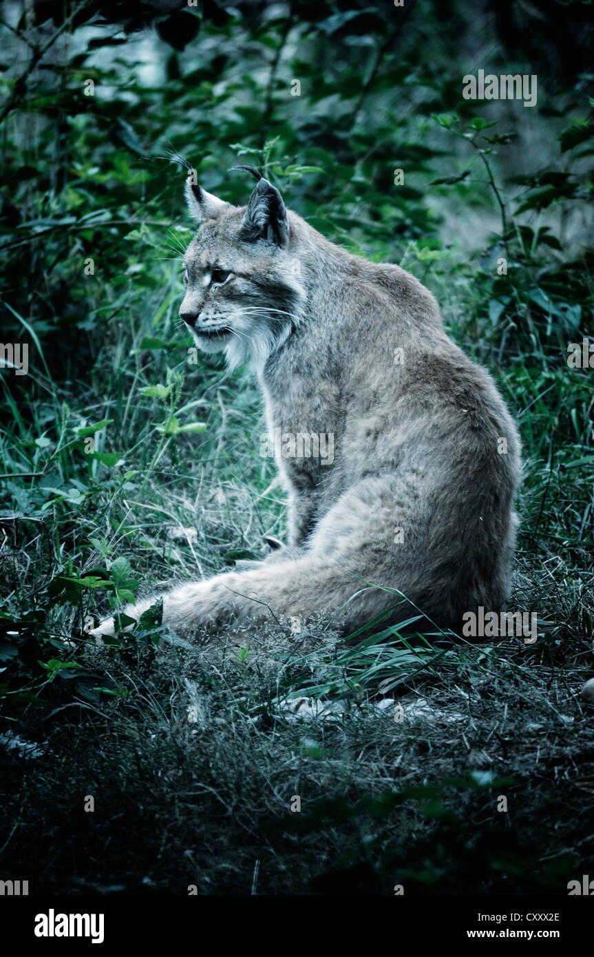 Eurasian Lynx or Northern Lynx (Lynx lynx), sitting, in captivity ...