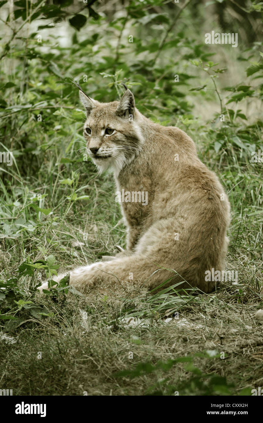 Eurasian Lynx or Northern Lynx (Lynx lynx), sitting, in captivity ...