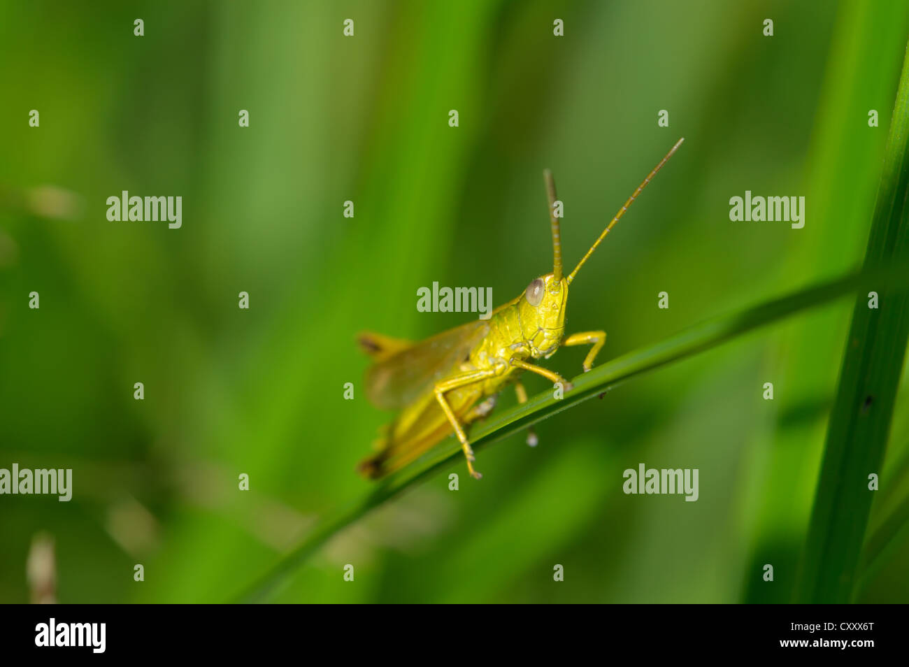 Beautiful little grasshopper sits in the sun Stock Photo - Alamy