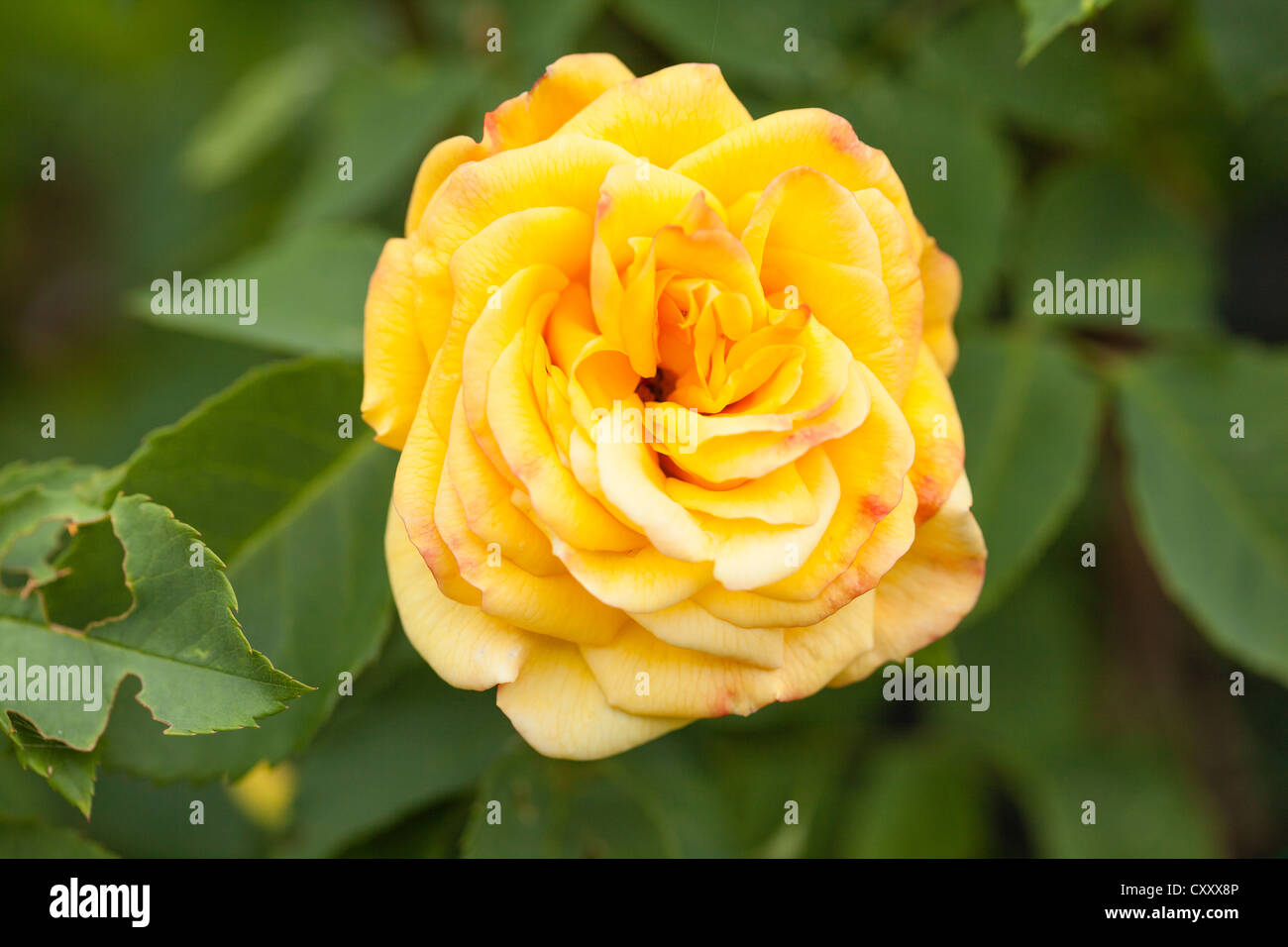 Garden rose varieties hi-res stock photography and images - Alamy
