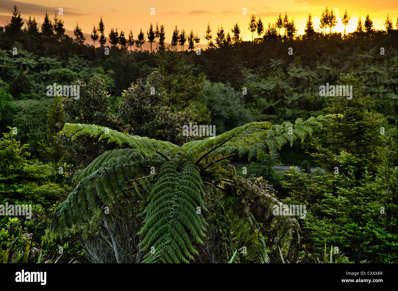 Tree ferns (Cyatheales), subtropical vegetation, New Zealand Stock ...