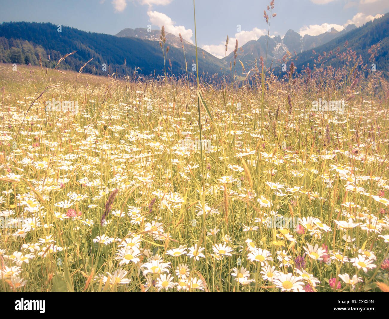 Gramineae flower hi-res stock photography and images - Alamy