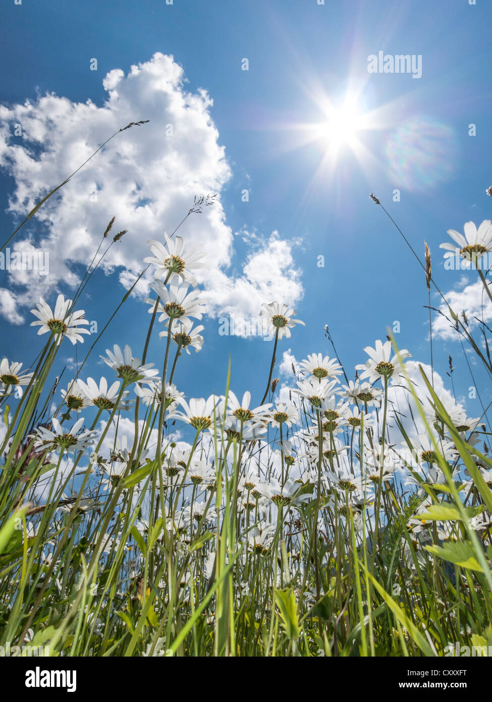 Daisies (Leucanthemum vulgare) from below, flower meadow, worm's eye ...