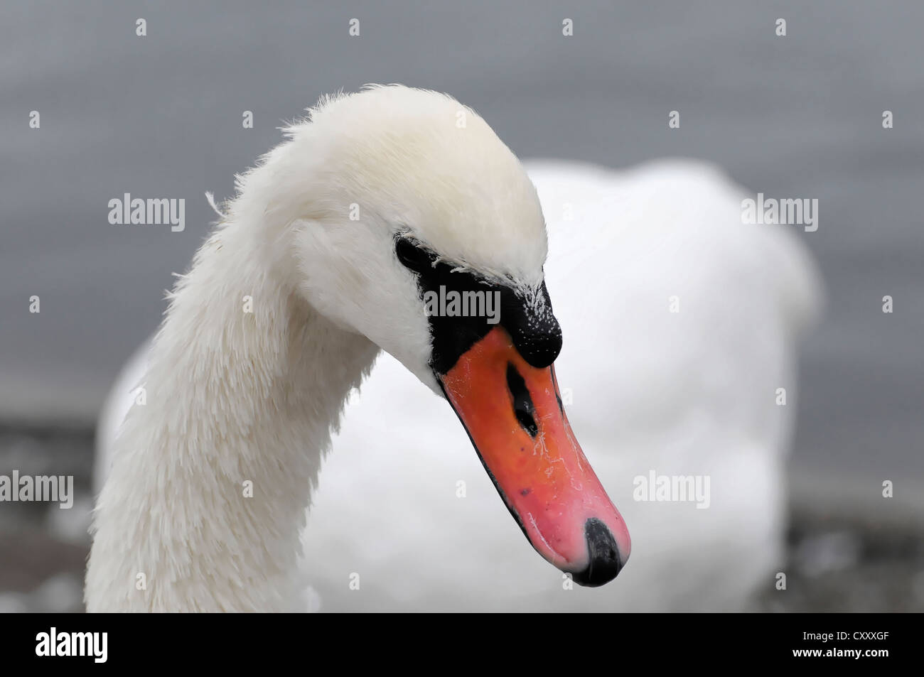 Adult Male Swan High Resolution Stock Photography and Images - Alamy