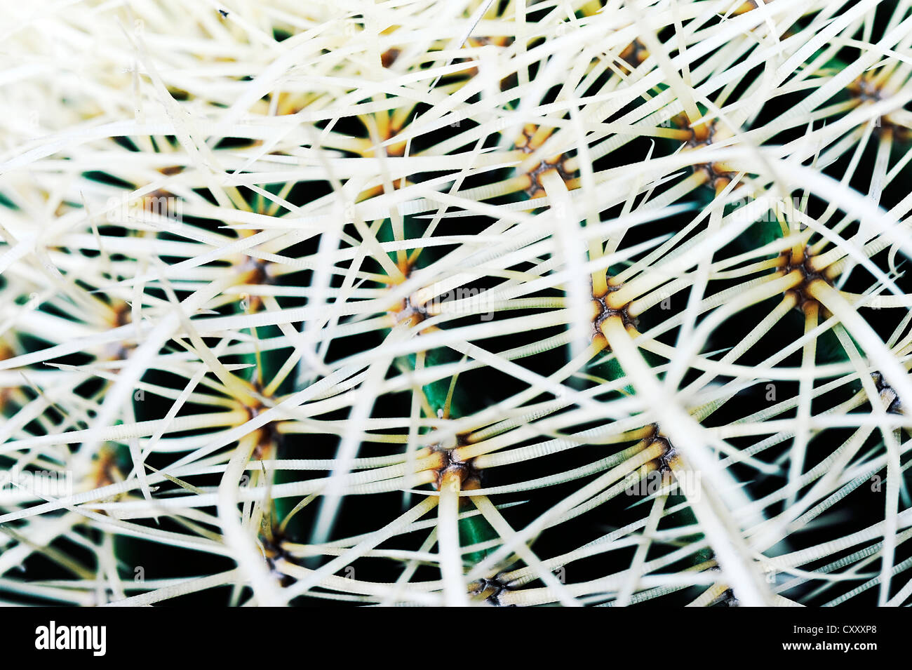 white cactus closeup Stock Photo - Alamy