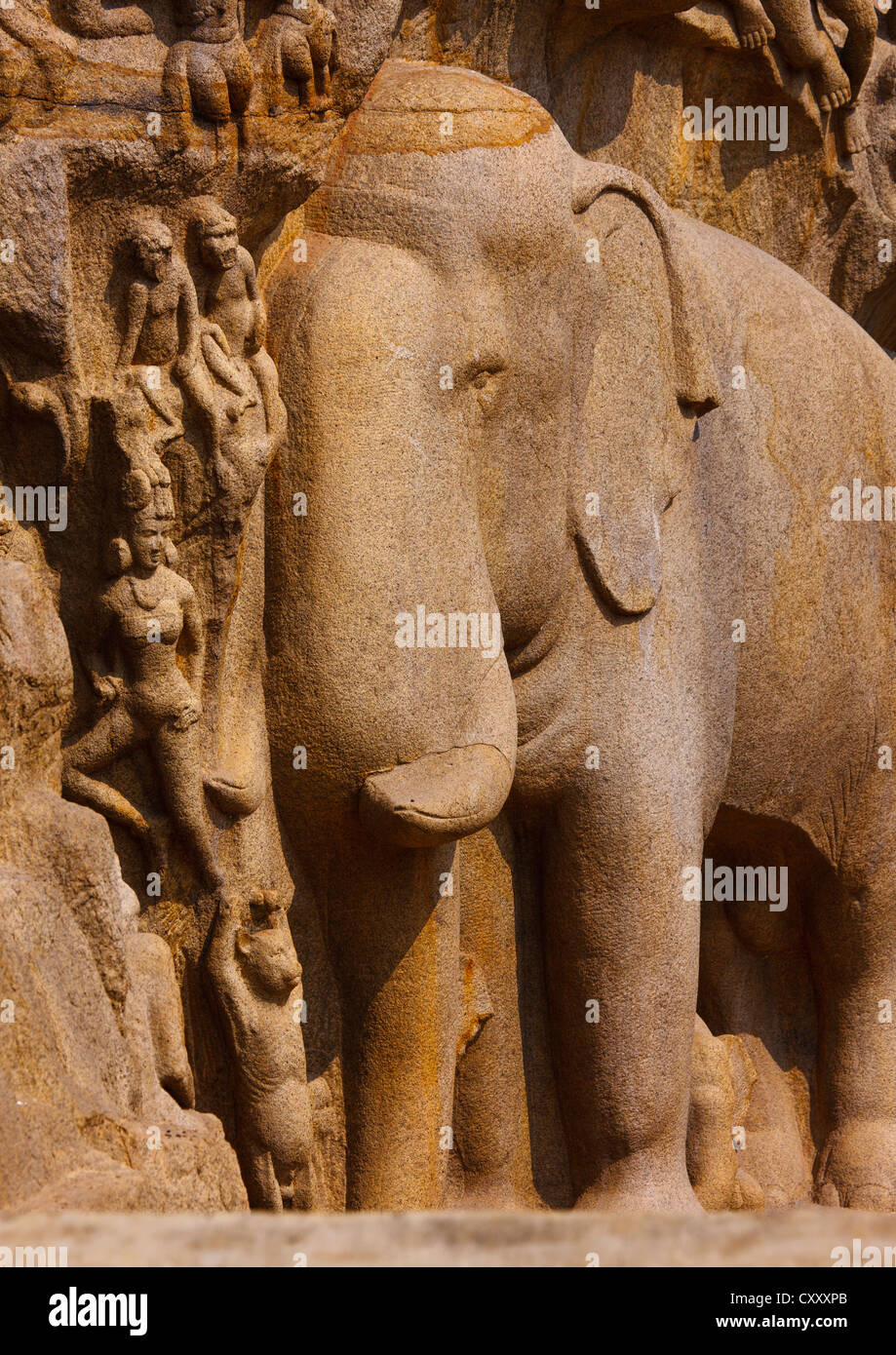 Carving Of An Elephant On Bas-relief Called Arjuna's Penance ...