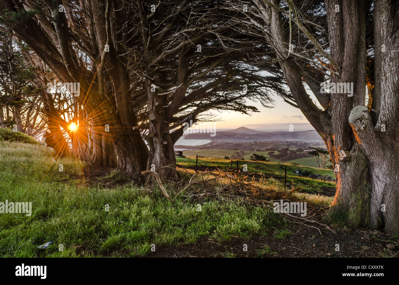 Sun behind old trees creating a sunburst effect, Otago Peninsula, South ...
